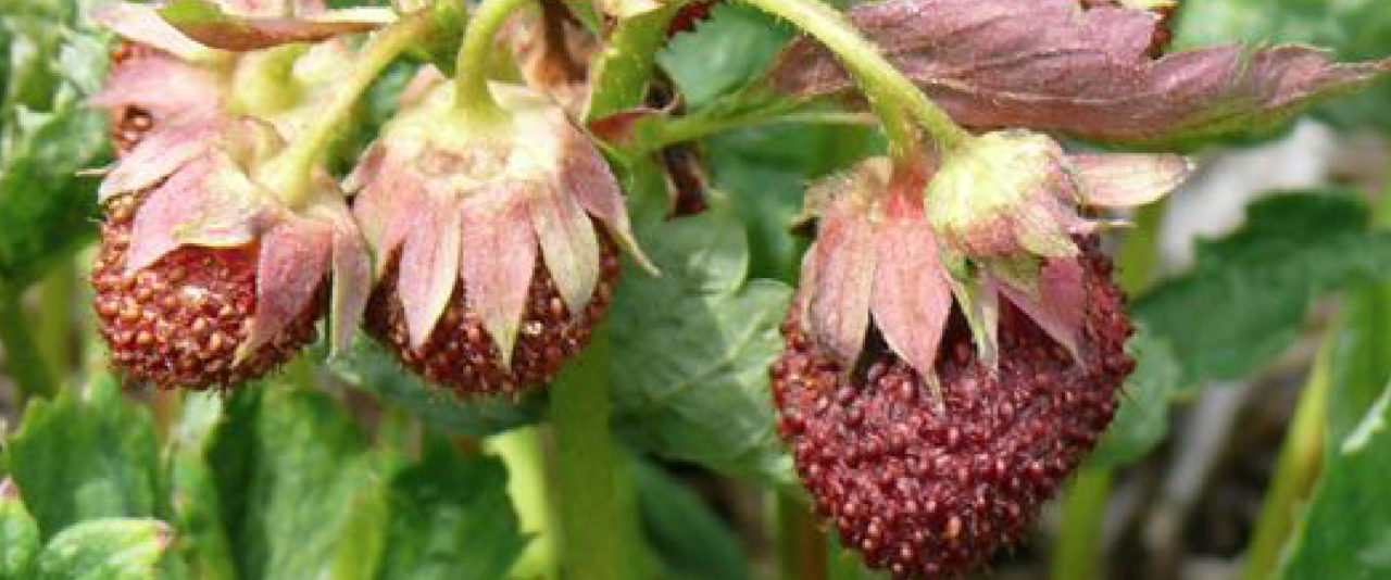 cyclamen mite damage - BioBee Peru