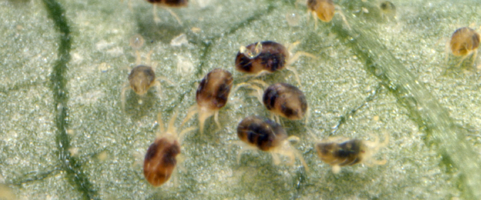 spider mite close up - BioBee Peru
